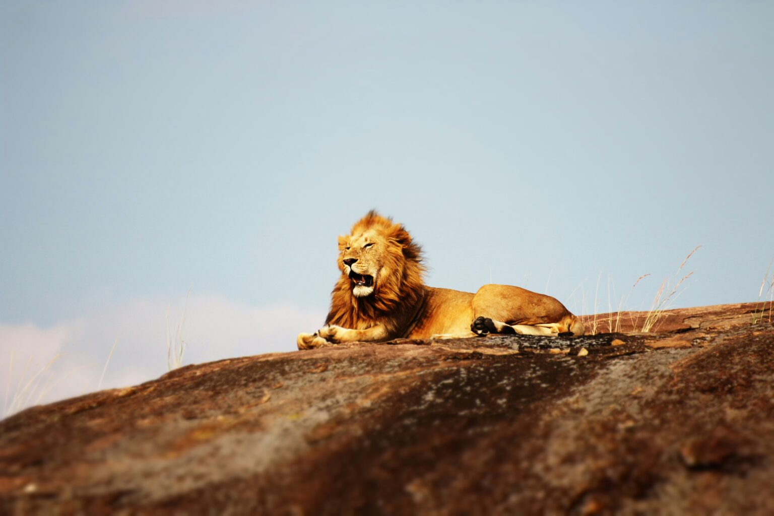 Complete Guide to an African Lion Safari - Turkana Wildlife Safaris