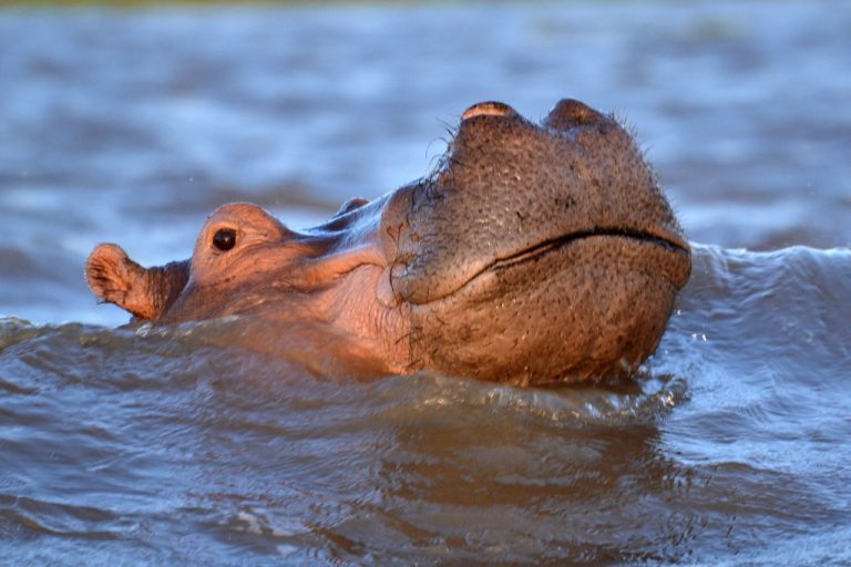 Lake Victoria Wildlife - Turkana Wildlife Safaris