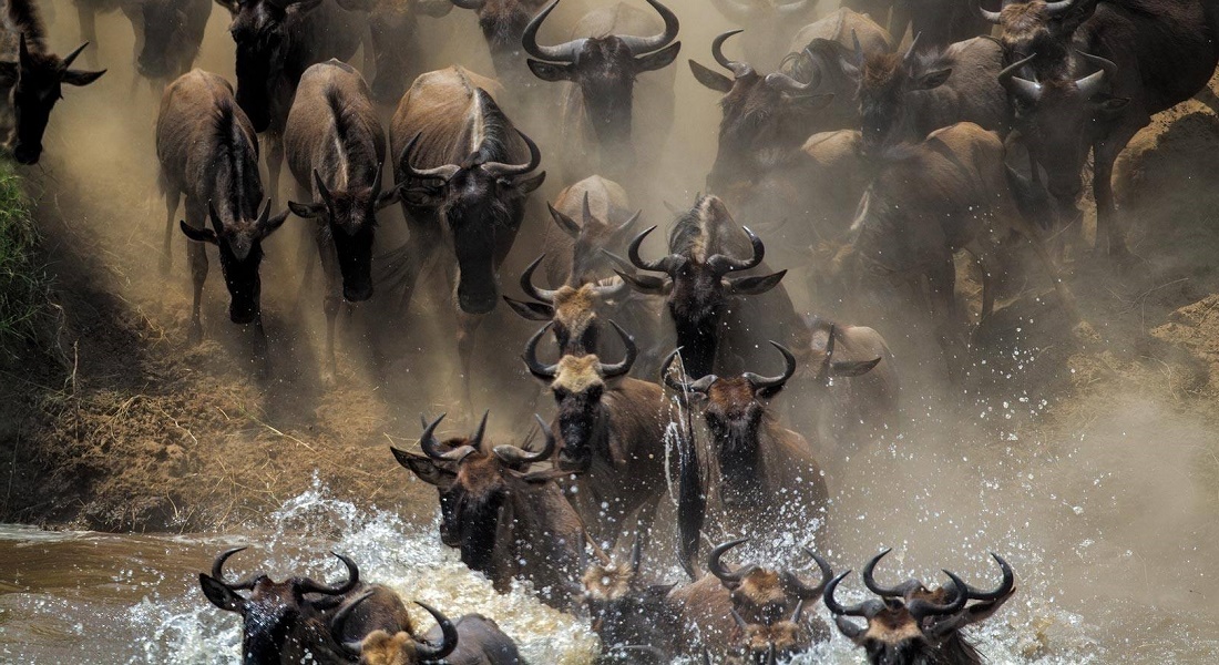 African Savanna Migration - Turkana Wildlife Safaris