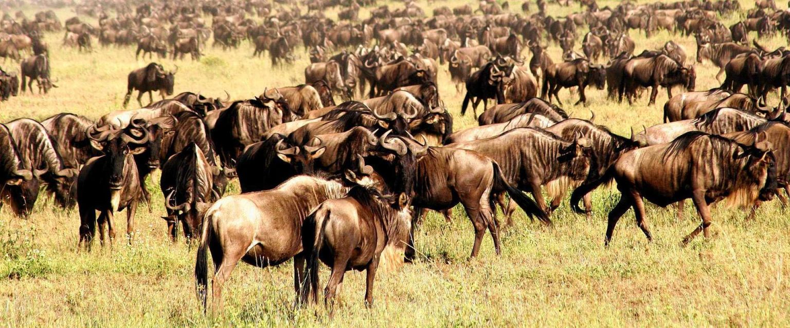 Great Migration Tour - Turkana Wildlife Safaris