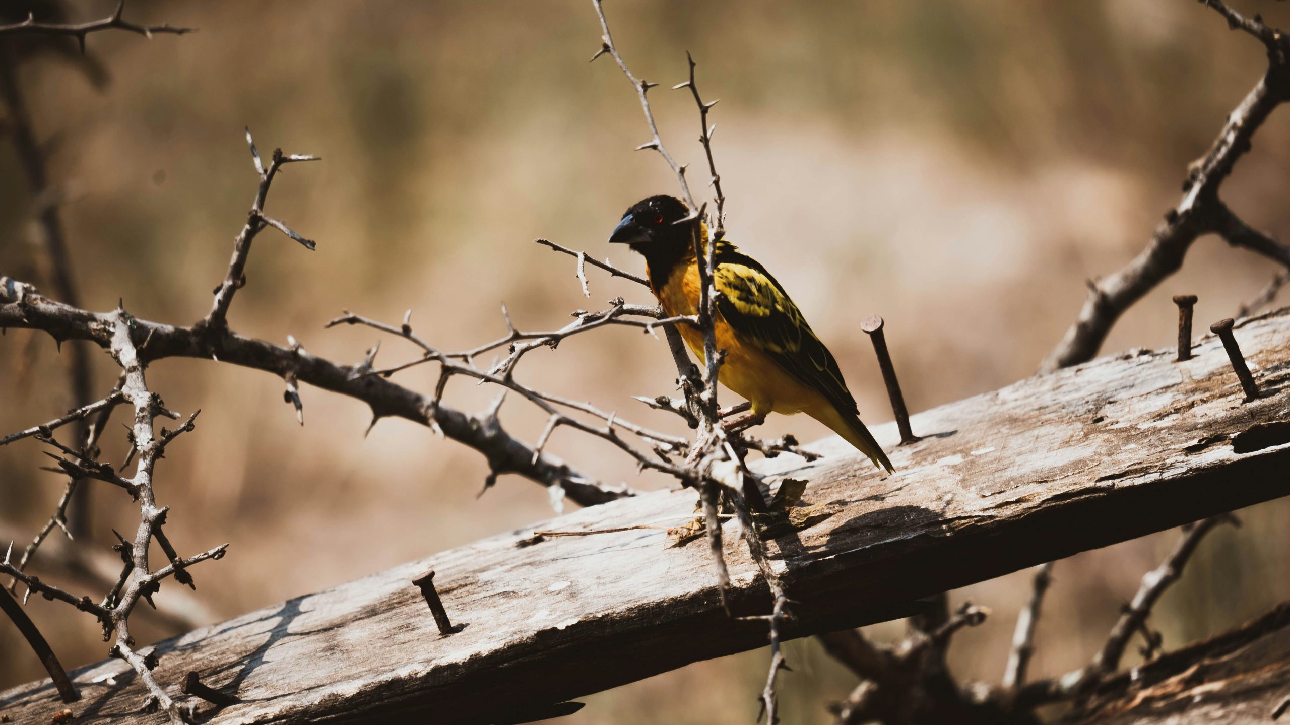 Bird Watching Locations in Uganda - Turkana Wildlife Safaris