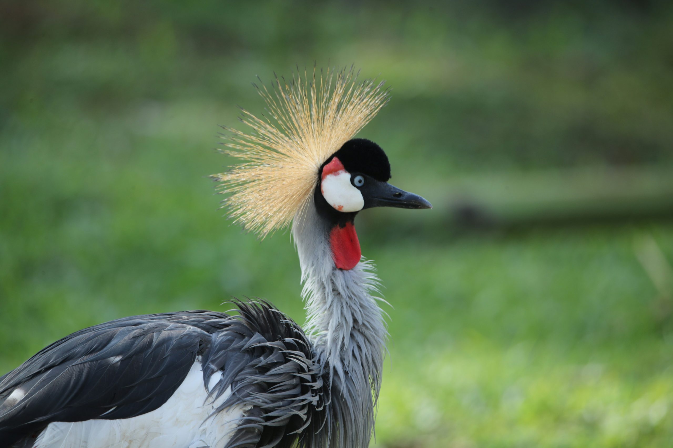 Bird Watching Places in Uganda - Turkana Wildlife Safaris