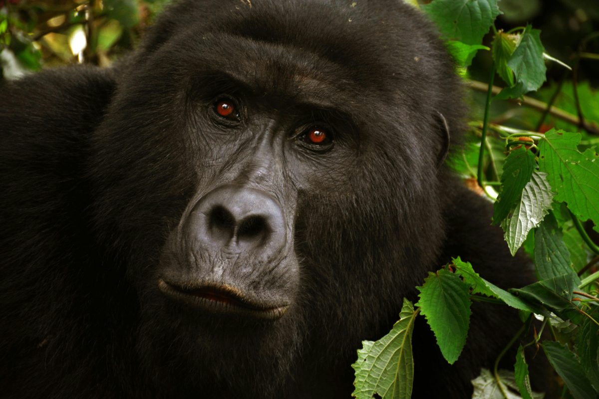 What Do Gorilla Species See - Turkana Wildlife Safaris