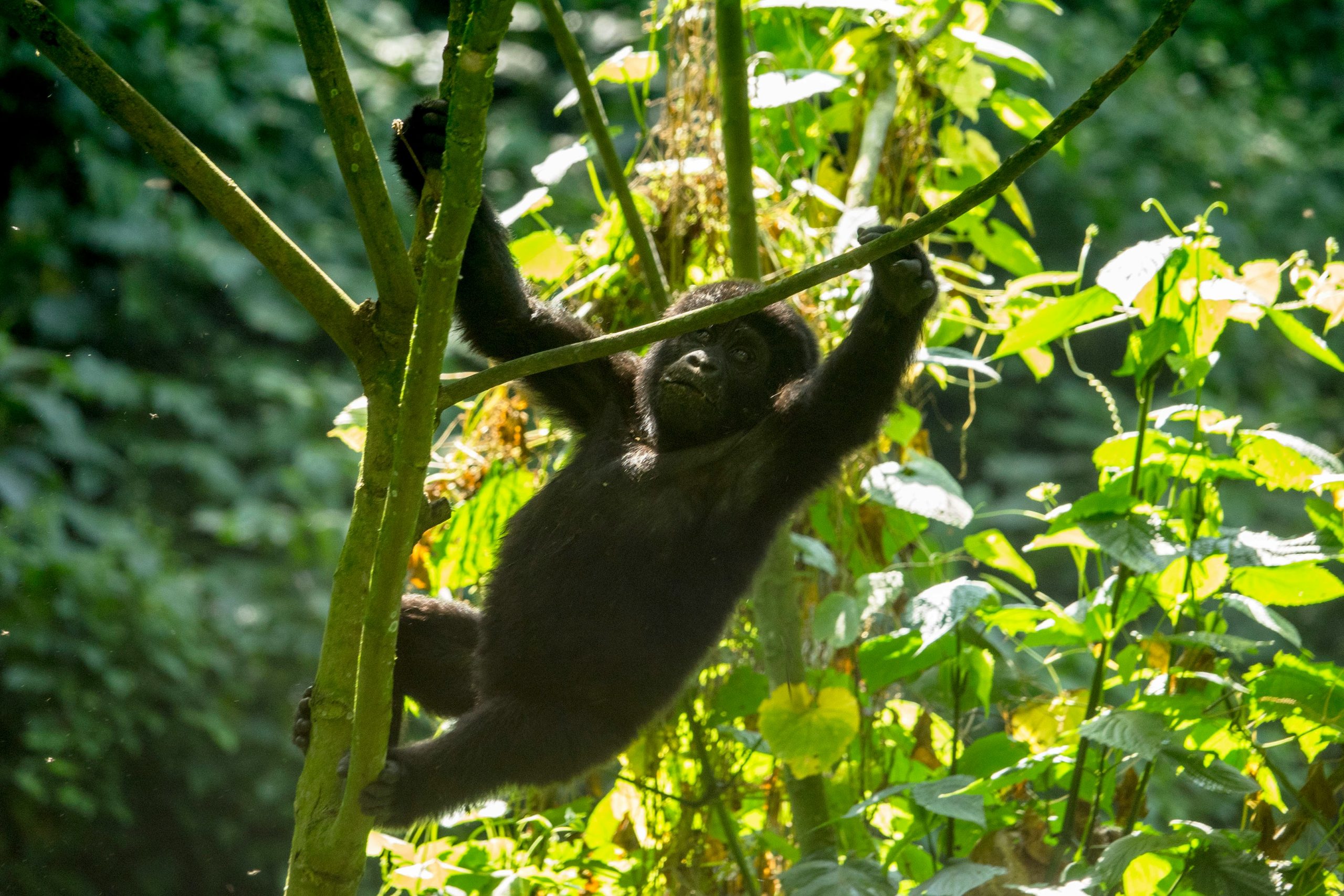 Bwindi Forest Trekking - Turkana Wildlife Safaris