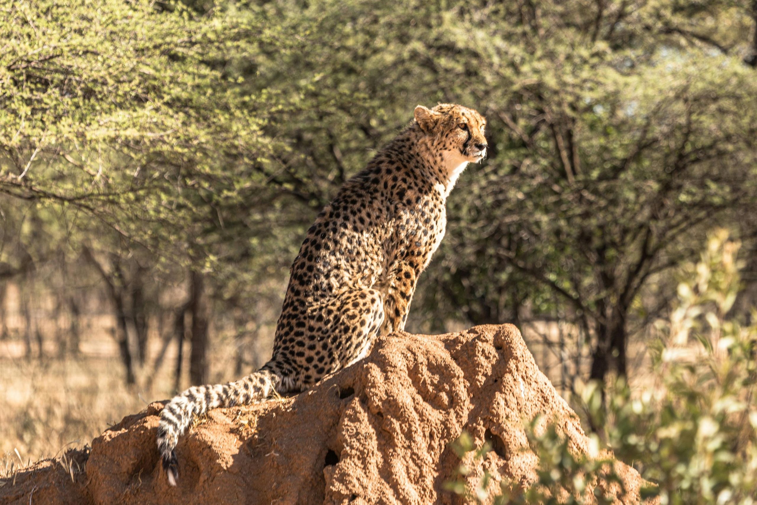 Kenya Game Reserves - Turkana Wildlife Safaris