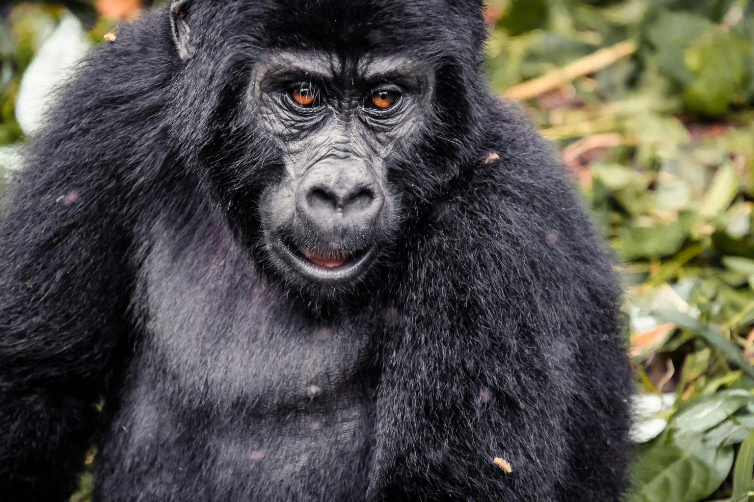 1 Day Gorilla Trekking in Volcanoes - Turkana Wildlife Safaris