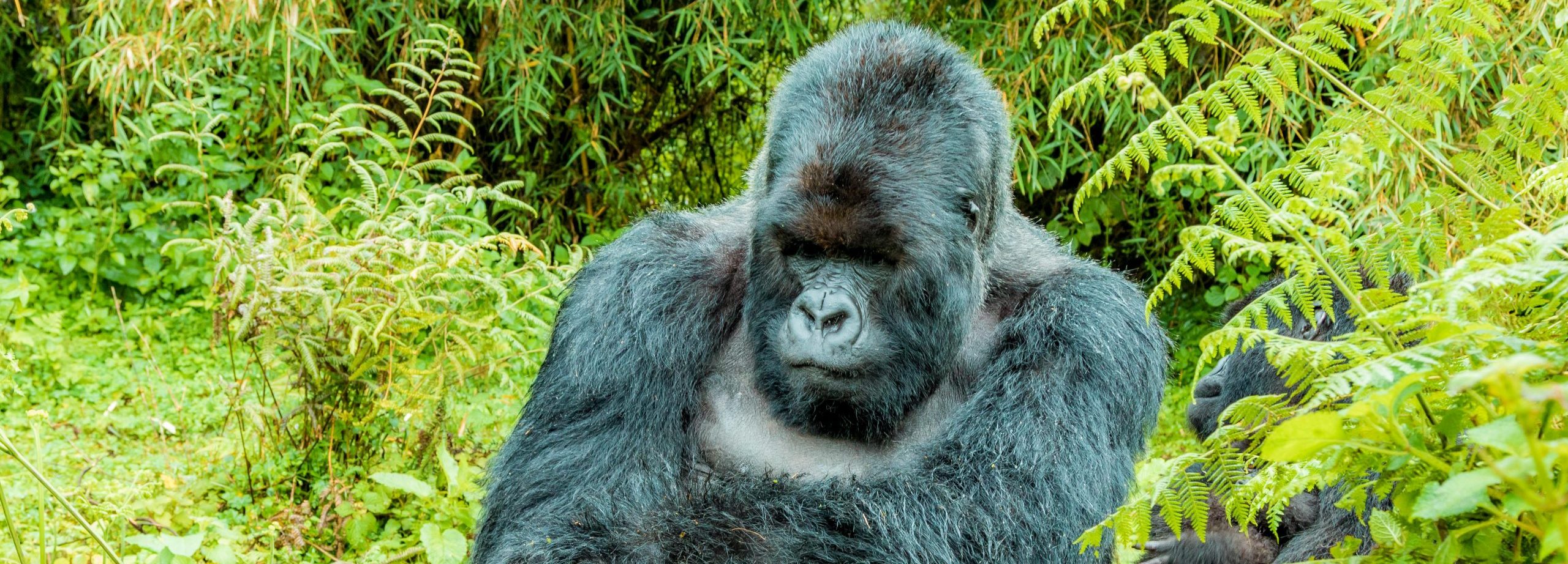 1 Day Gorilla Trekking in Volcanoes - Turkana Wildlife Safaris