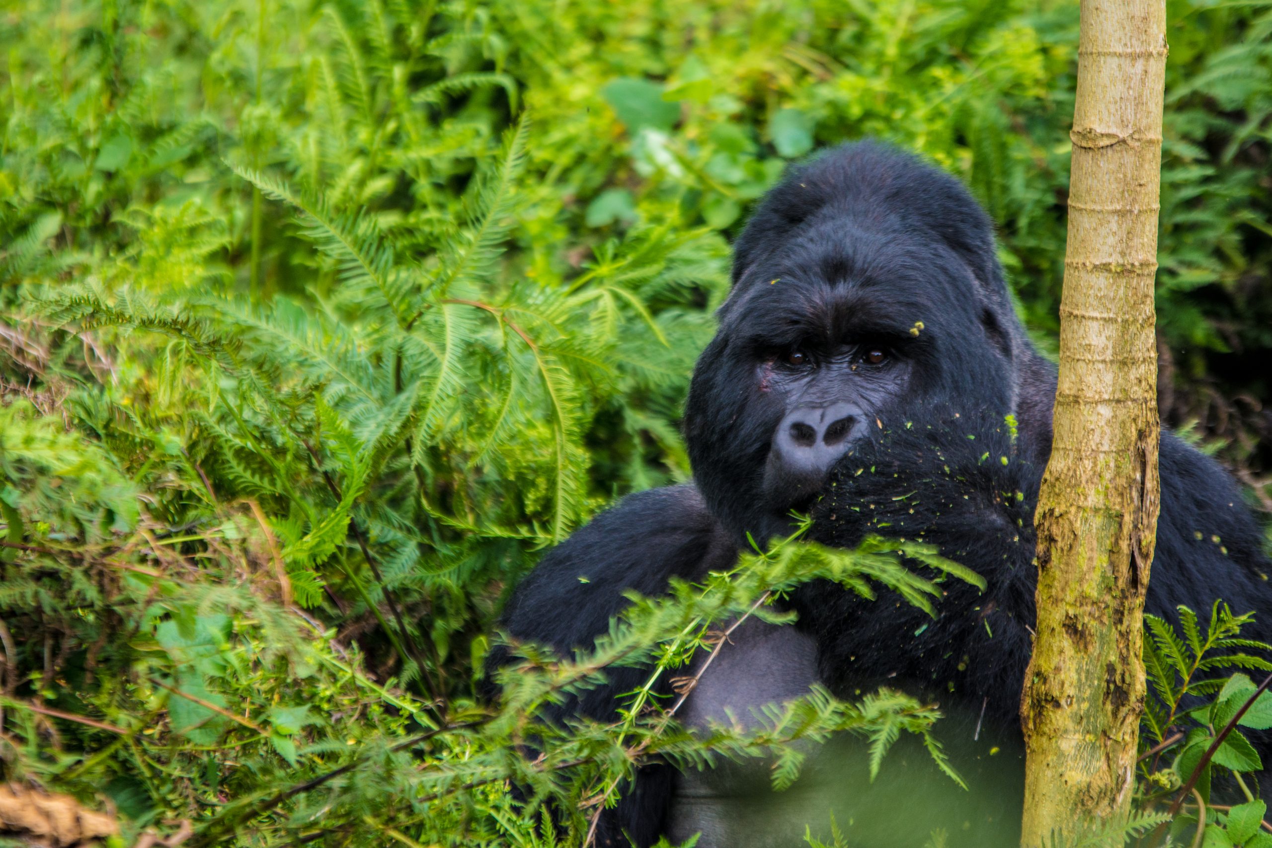 Uganda Gorilla Photography Safari - Turkana Wildlife Safaris