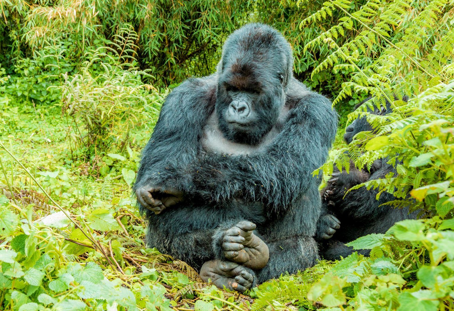 Mountain Gorilla Tracking Uganda - Turkana Wildlife Safaris
