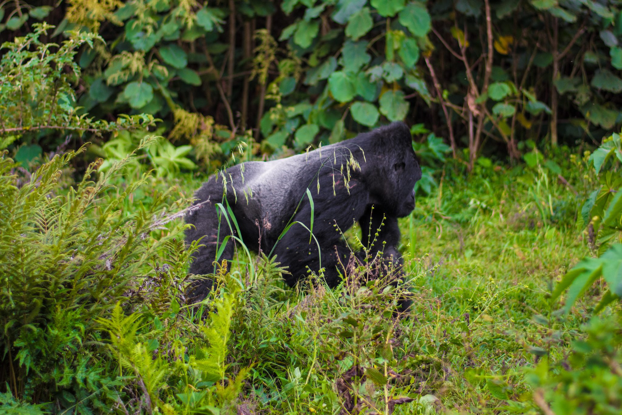 Silverback Gorilla Facts - Turkana Wildlife Safaris