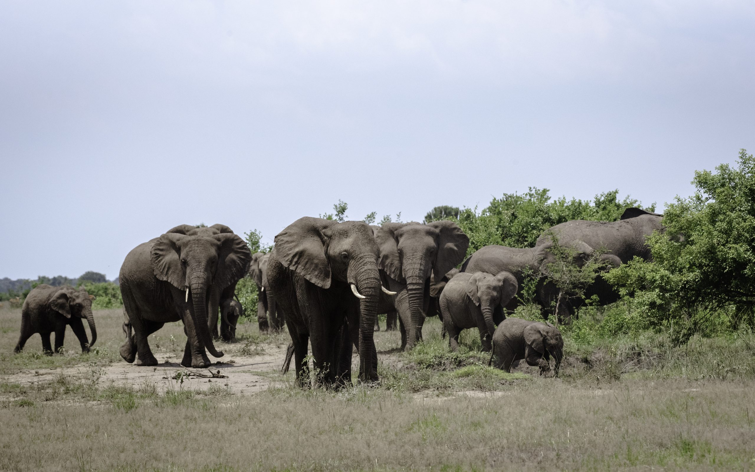 Elephant Facts - Turkana Wildlife Safaris