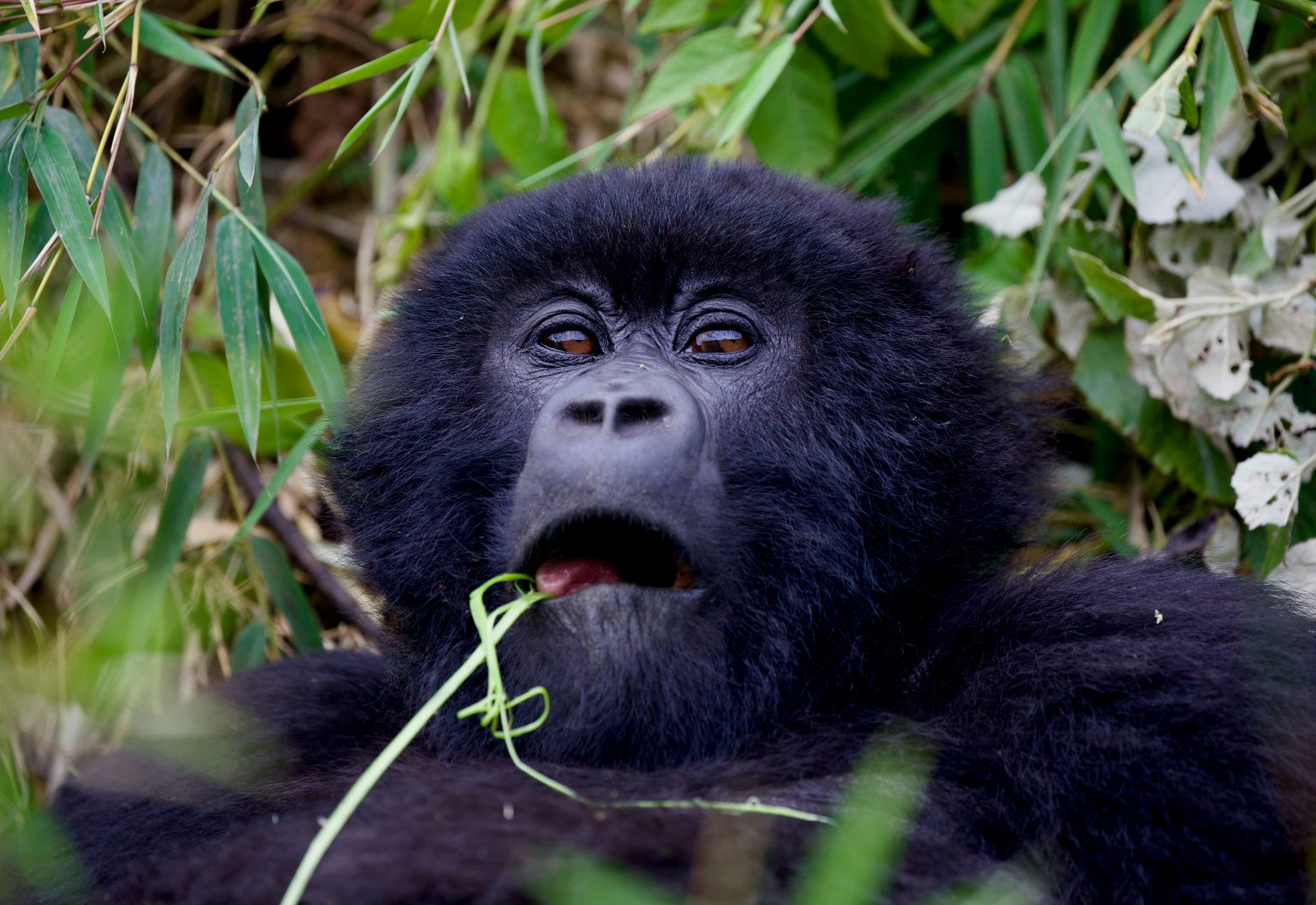 Gorilla List - Turkana Wildlife Safaris