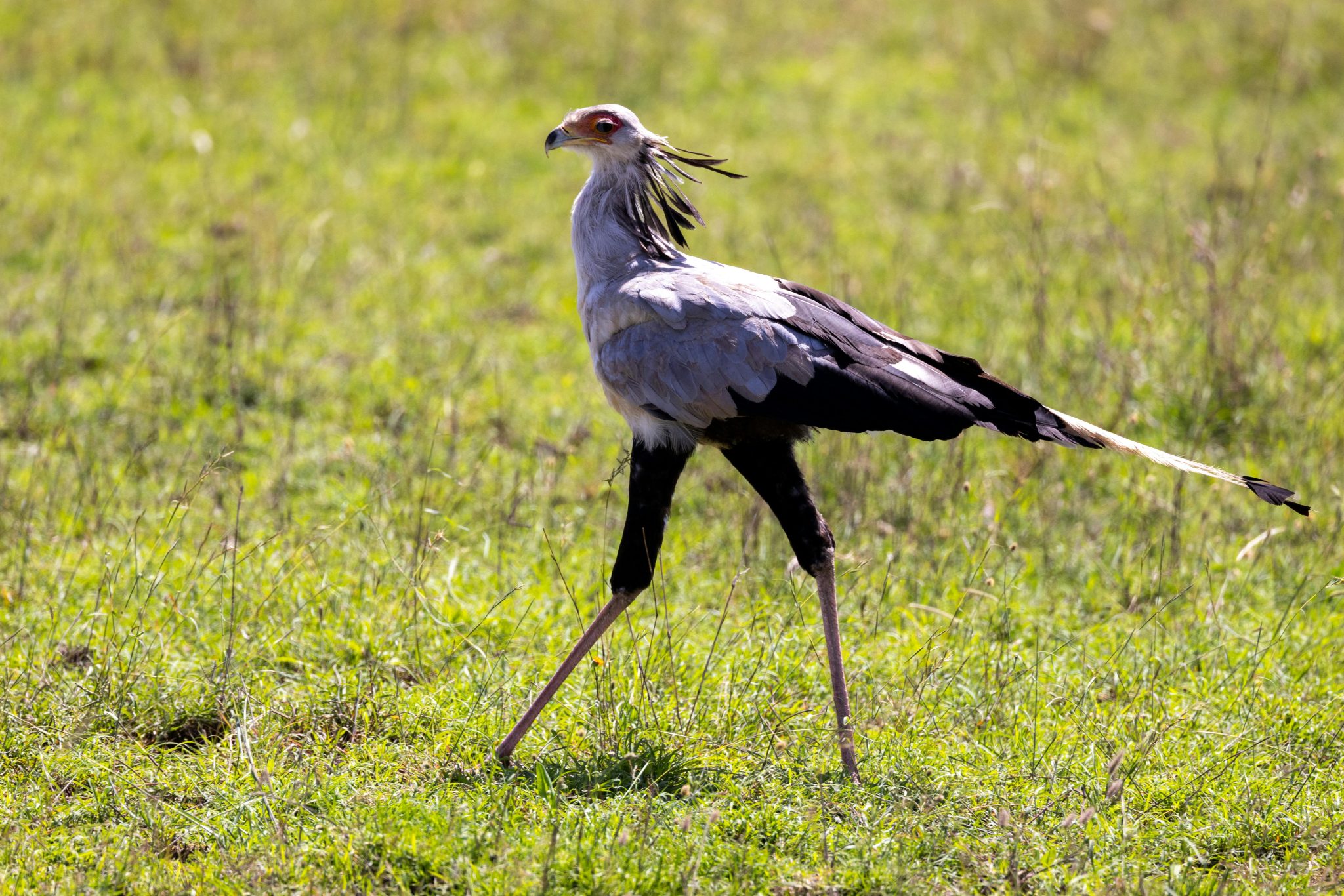 Secretary Bird - Turkana Wildlife Safaris