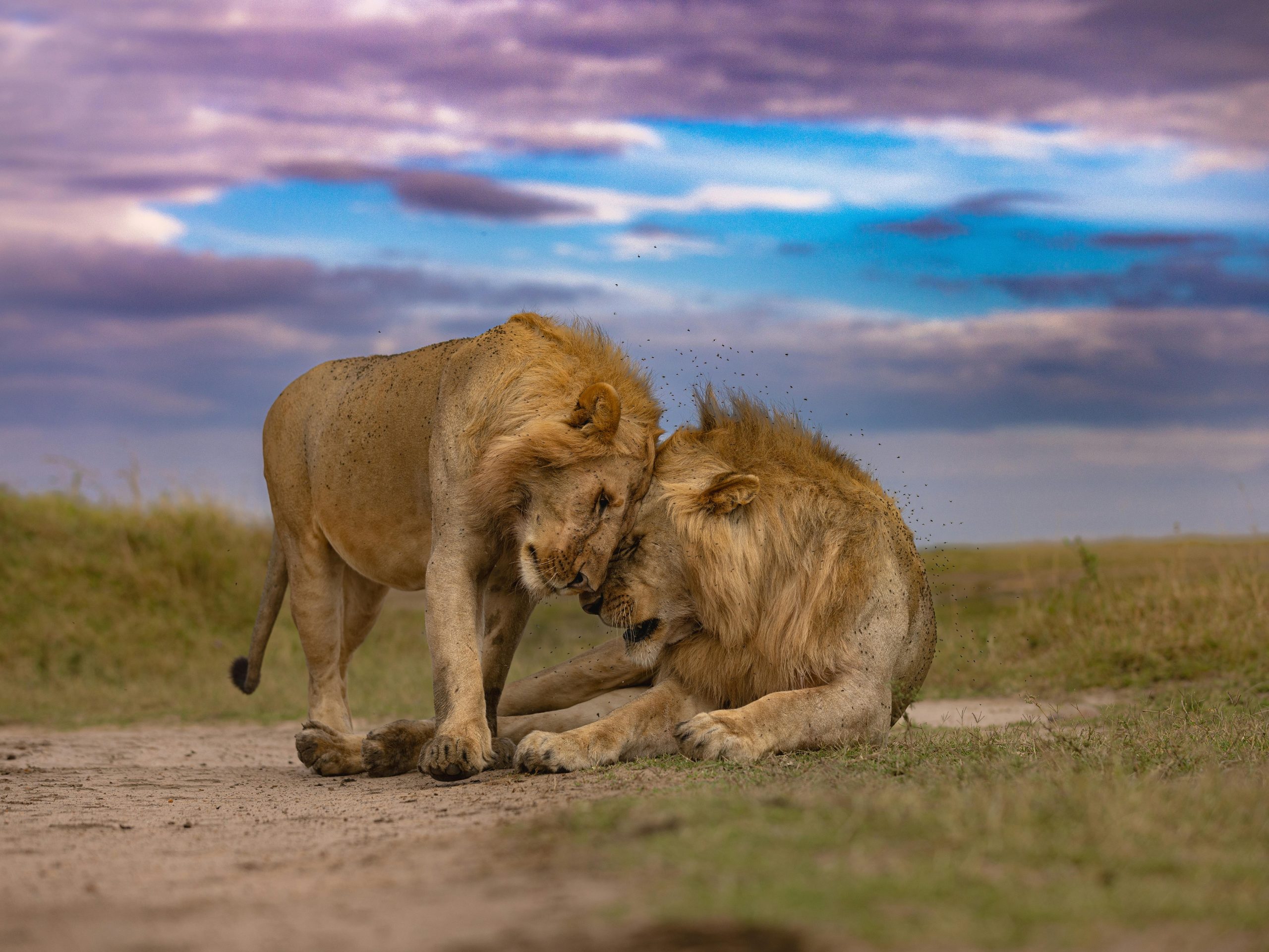 Lion Adaptations - Turkana Wildlife Safaris