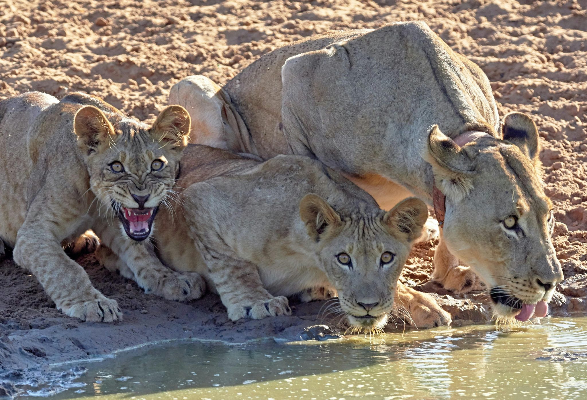 Types of Lion Species - Turkana Wildlife Safaris