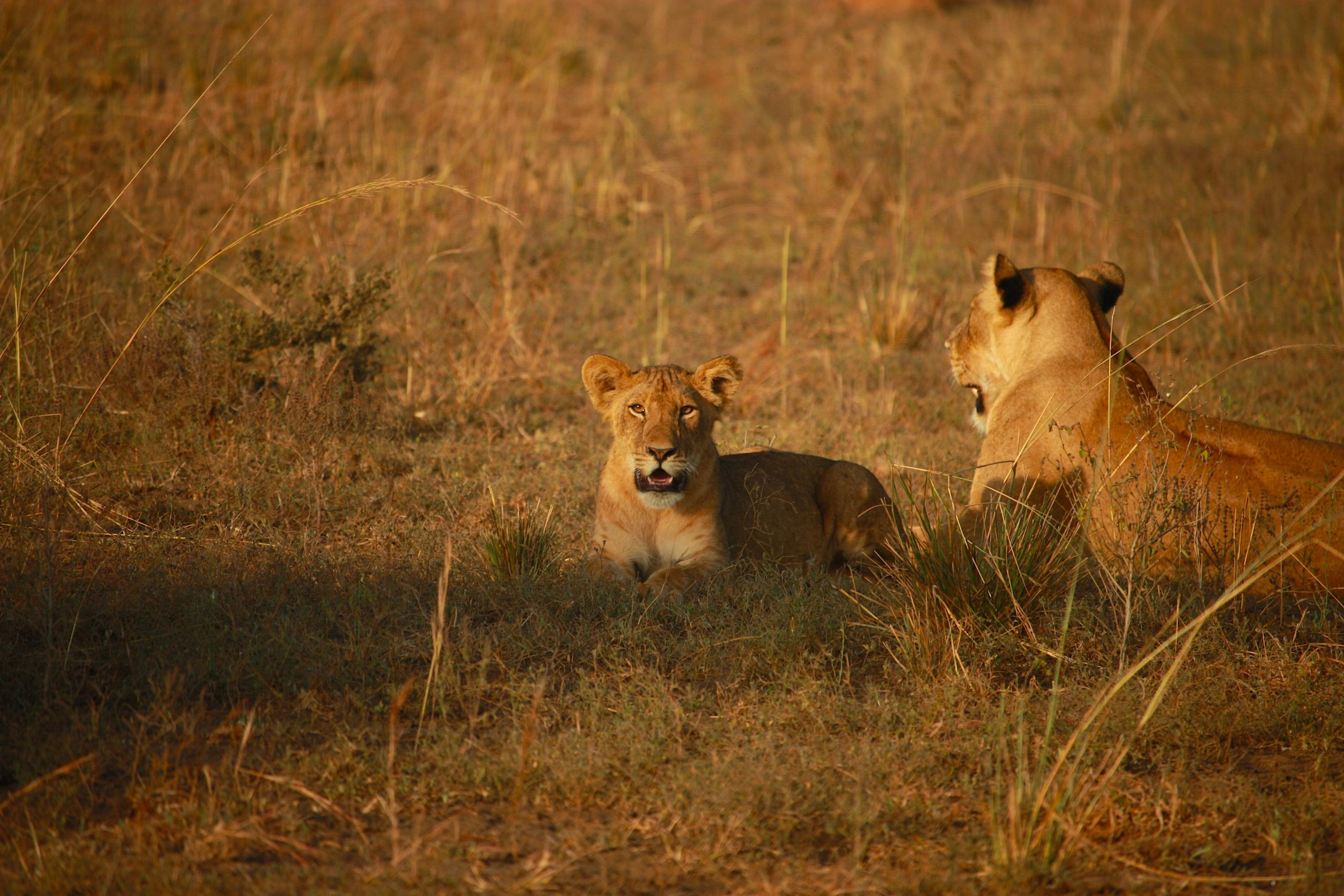 Lion Species - Turkana Wildlife Safaris
