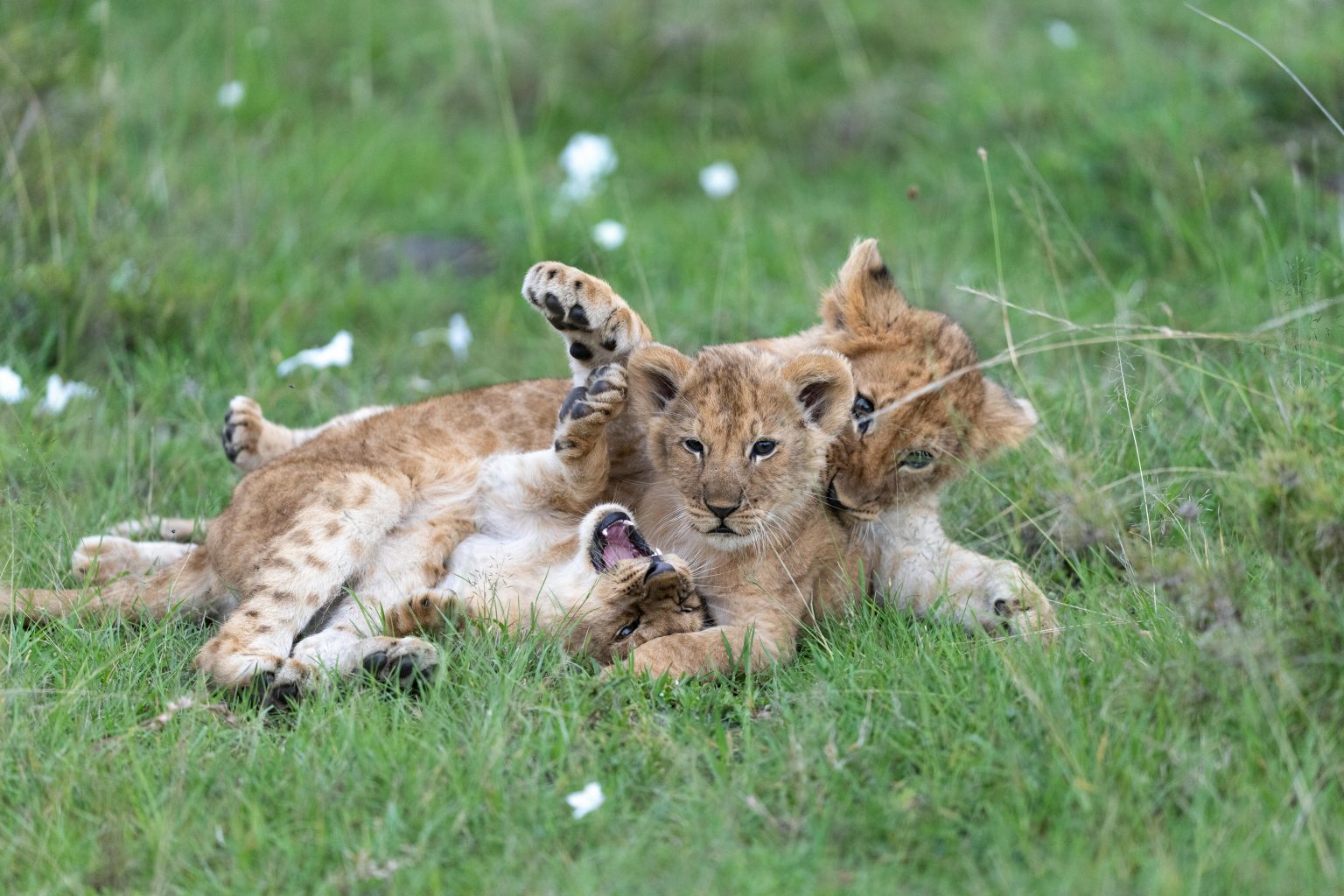 Lion Anatomy - Turkana Wildlife Safaris