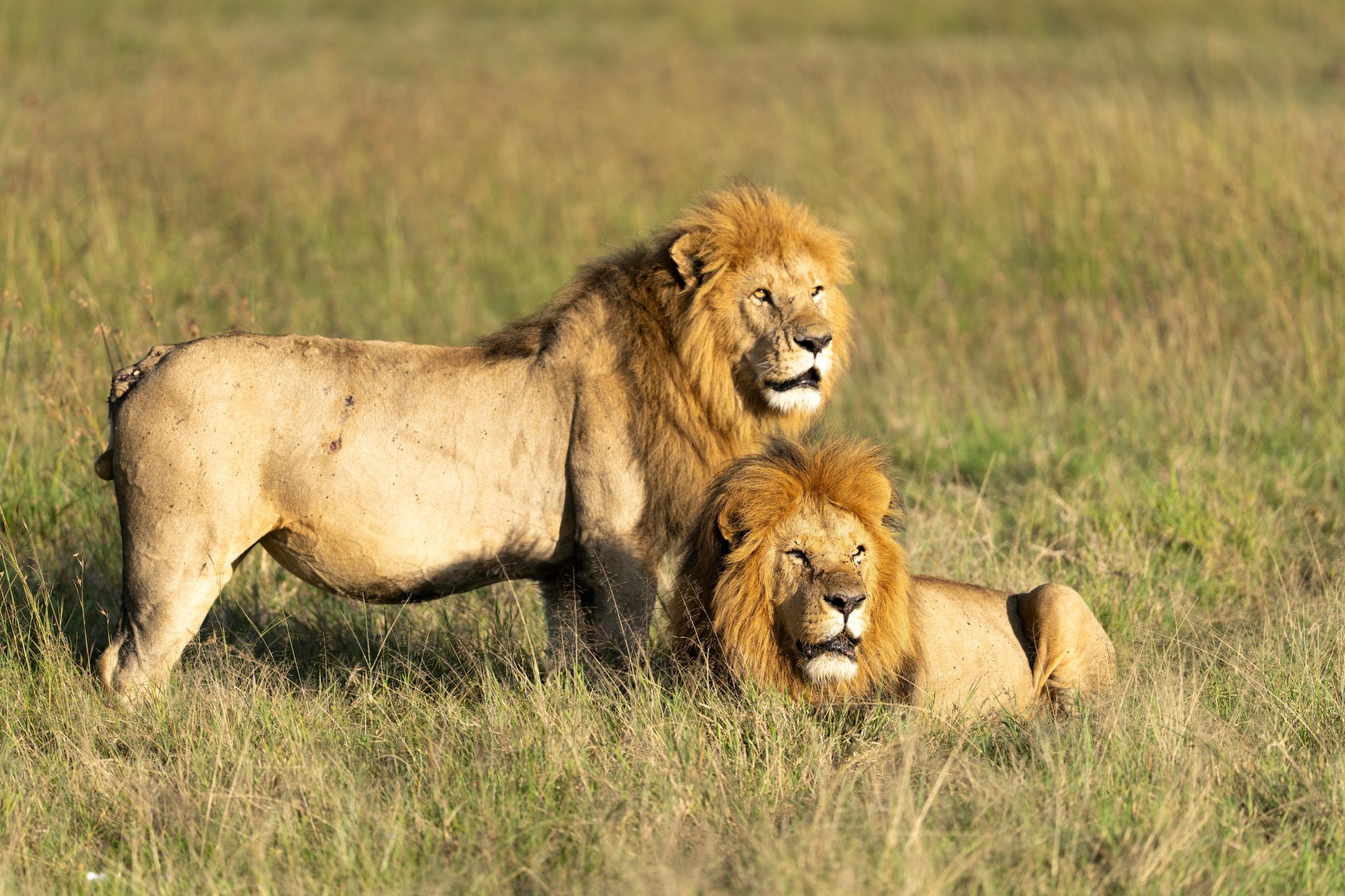 Lion Sanctuary - Turkana Wildlife Safaris