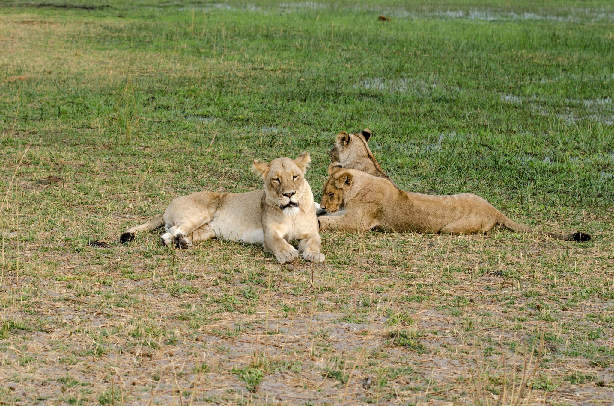 Lion Physical Adaptations - Turkana Wildlife Safaris