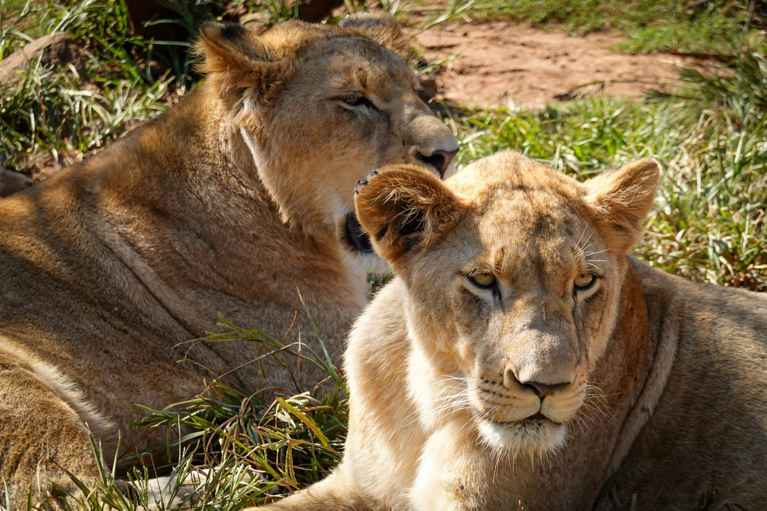 Lion Social Behavior - Turkana Wildlife Safaris