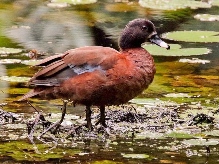 Hartlaub's Duck - Turkana Wildlife Safaris