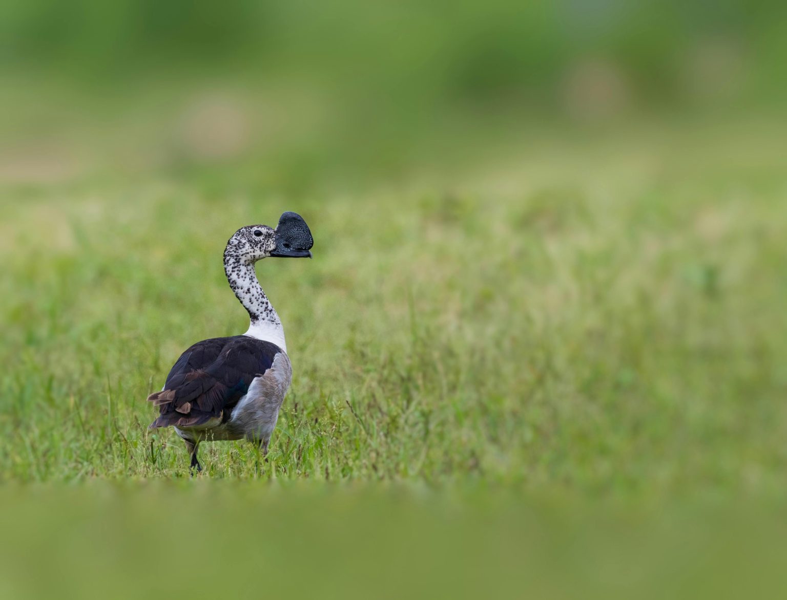 Knob-Billed Duck - Turkana Wildlife Safaris