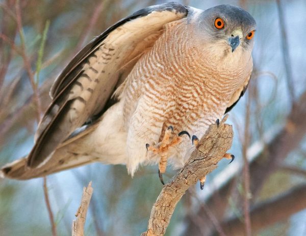 Shikra - Turkana Wildlife Safaris