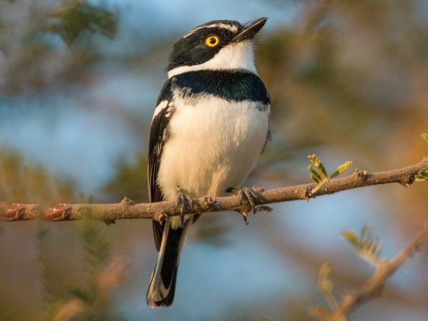 Black-headed Batis - Turkana Wildlife Safaris