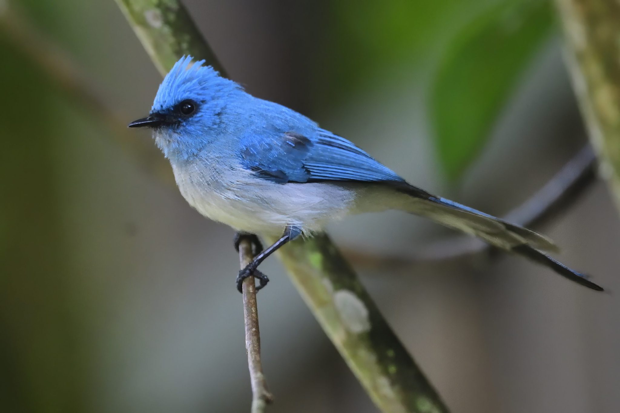 African Blue Flycatcher - Turkana Wildlife Safaris