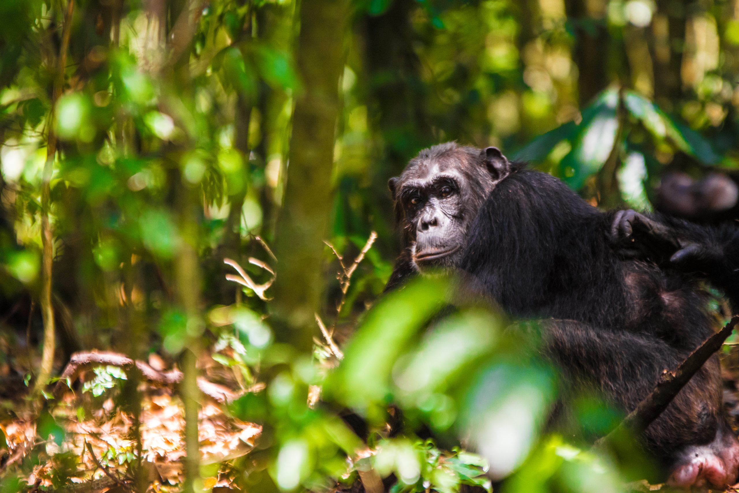 Kibale Forest Chimpanzee Tracking Experience - Turkana Wildlife Safaris