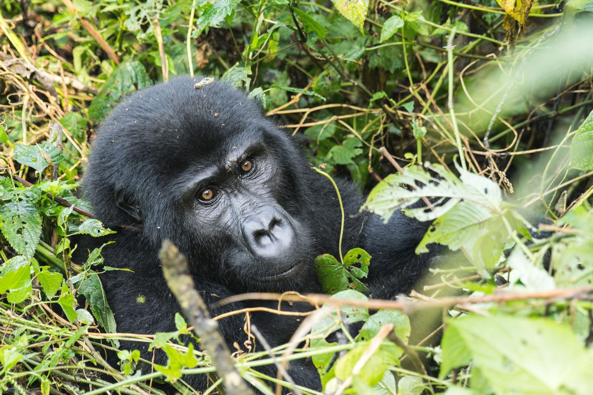 5 Days Gorilla Trekking Rwanda - Turkana Wildlife Safaris